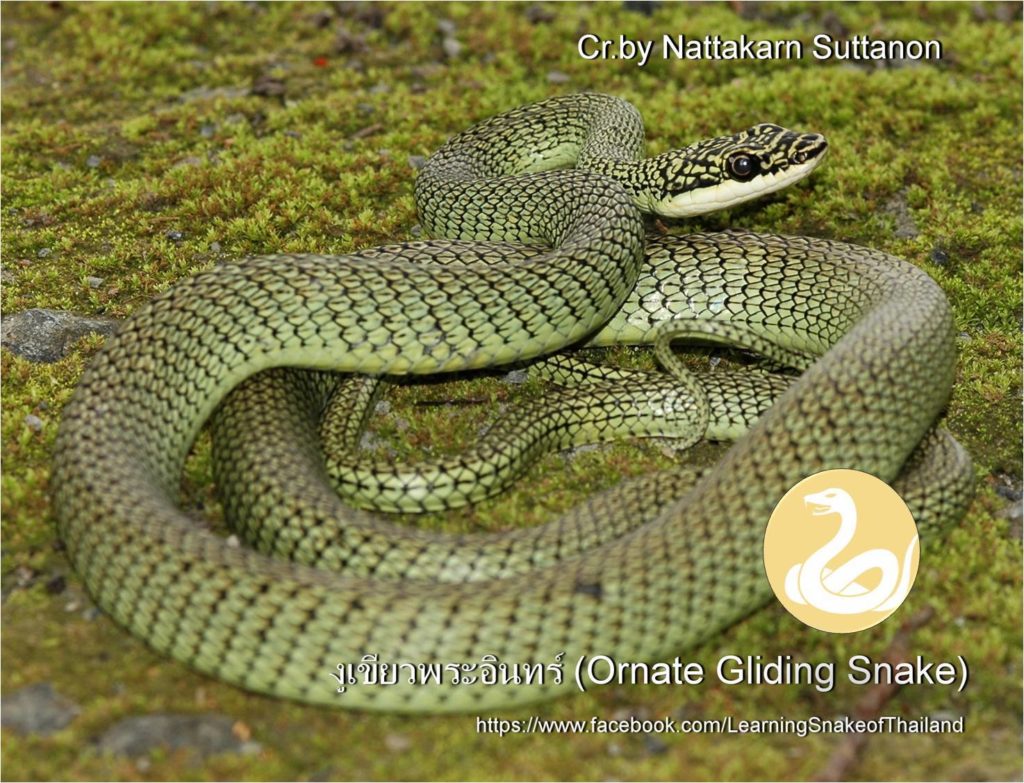 All about Thailand snakes Chapter 1 - Pattaya Trader