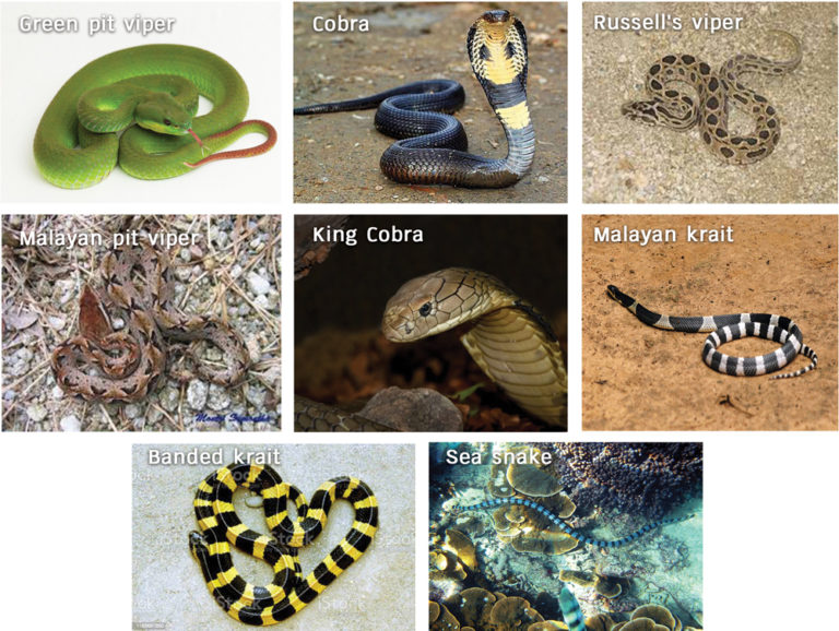 All about Thailand snakes Chapter 2 - Pattaya Trader